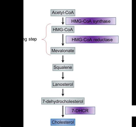 2 Cholesterol Biosynthesis Cholesterol Is Synthesized From