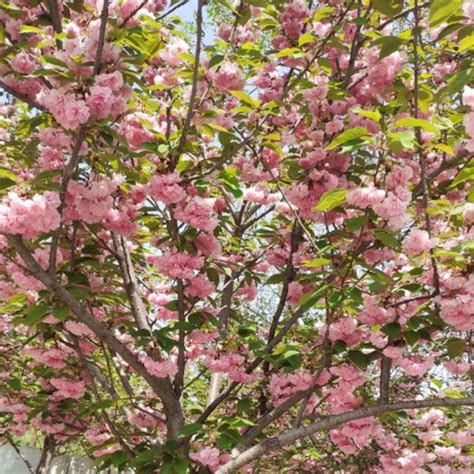 Junping Yu Northwest University Xian Department Of Biology Research Profile