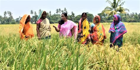 Odia Scientist Swati Nayak Wins Norman Borlaug Award