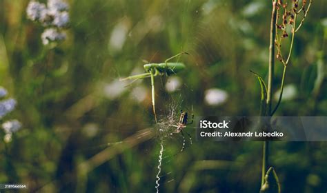 유럽의 사마귀 한 마리가 형형색색의 야생화가 만발한 활기찬 초원의 거미줄 위에 우아하게 서서 클로즈업 사진으로 자연의 아름다움을 보여줍니다 거미줄에 있는 사마귀 0명에 대한