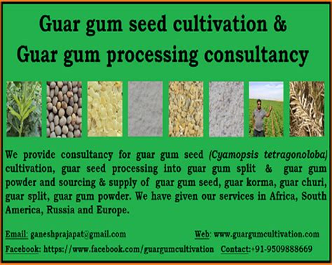 Guar Gum Seed Farming Agriculture Consultancy