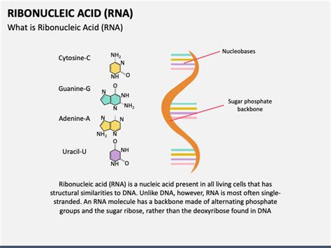 Ribonucleic Acid Types Of Rna Rna Structure Chemistry