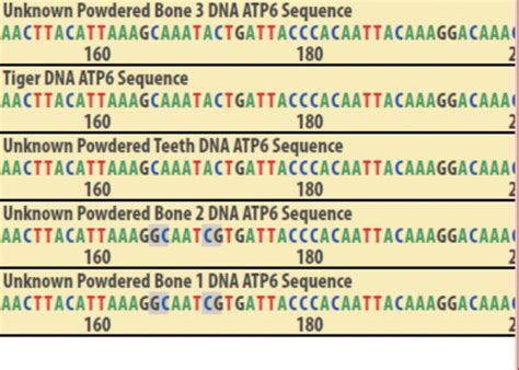 Solved 1 Type The Sequence Of The Tiger Atp6 Dna From
