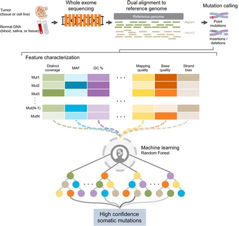 Methods Of Detection Mutation At Marjorie Summerville Blog