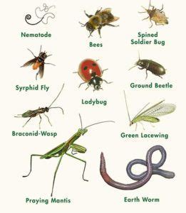 Beneficial Insects Town And Country Nurseries Beneficial Insects