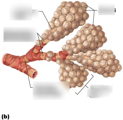 Low Resp Tract Diagram Quizlet