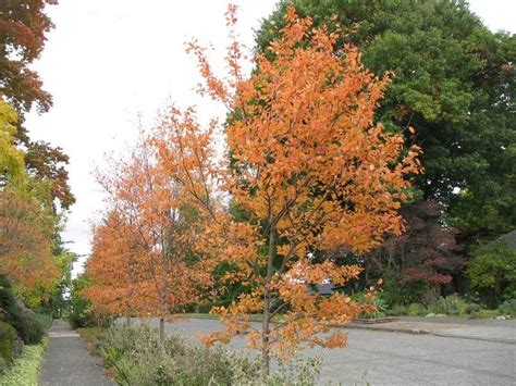 Serviceberry Downy Treebrowser Usu