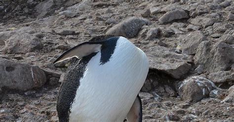 Headless Penguin Album On Imgur