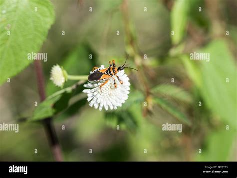 Assassin Bug Apiomerus Pictipes Feeding On A Flower At Roberto