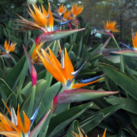 Strelitzia Reginae