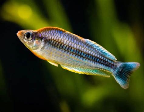 Pygmy Rainbowfish