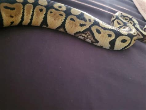 What Morph Is My Ball Python My Girlfriend Says Pastel But Im Not So