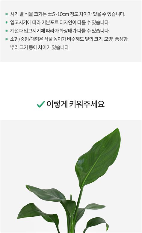 식물 여인초꽃피는극락조 싱그러운 소형 식물 모종 오늘의집 쇼핑