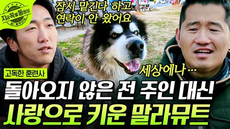 고독한훈련사 땅파기를 좋아하는 바다 개 말라뮤트🌊 서핑을 좋아하는 주인 옆에서 둘도 없는 가족이 된 통돌이 지금꼭볼동영상 Youtube