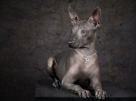 Xoloitzcuintli Ultimate Guide Personality Trainability And More