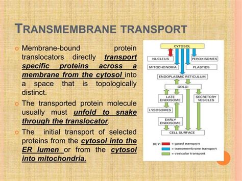 Protein Sorting And Targeting Pptx