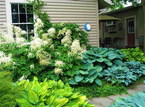 Многолетние теневыносливые растения для сада фото и названия