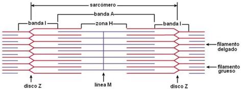 Sistema Múscular Fisiología