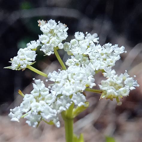 Légumes Perpétuels Bios Chervis Plantes Gourmandes Belles Et Comestibles