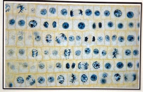 Solved A Mitotic Index Is A Calculation That Is Used To