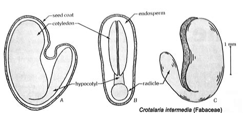 Lecture 25 Seeds