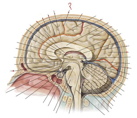 Cerebral Cortex Medial View Of Brain Flashcards Quizlet