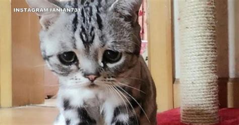 Luhu The Sad Cat Goes Viral Cbs News