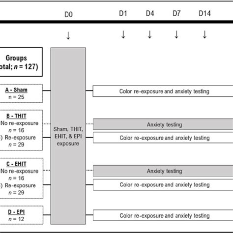 Experimental Layout Sham Non Stressed Group Thit Triple Download Scientific Diagram