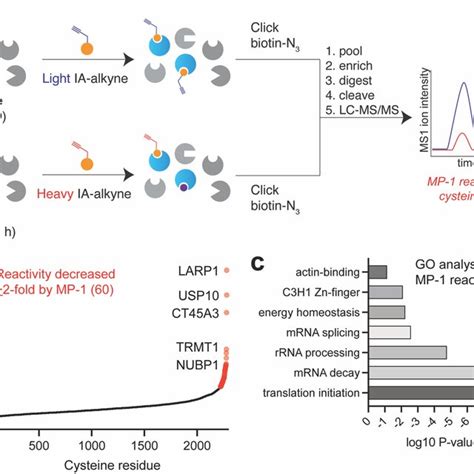 A Scheme For Chemoproteomic Profiling Of Reactive Cysteines In Mp 1