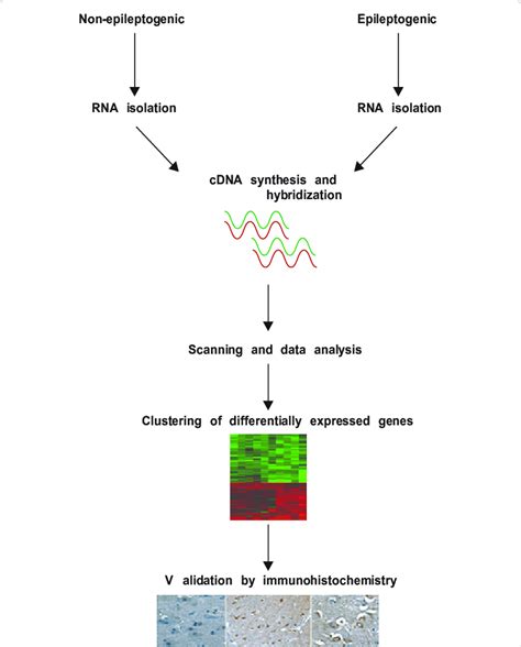 Workflow Of Transcriptomic Studies For Mtle A Two Color Dna Microarray