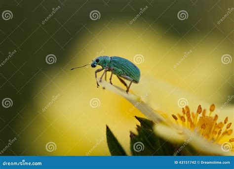 Polydrusus Sericeus стоковое фото изображение насчитывающей позагорать