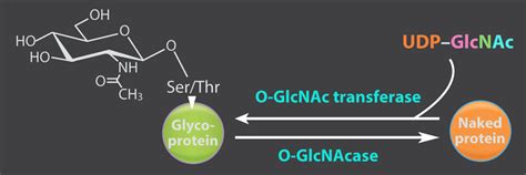 Protein O Glcnacylation Ruan Laboratory