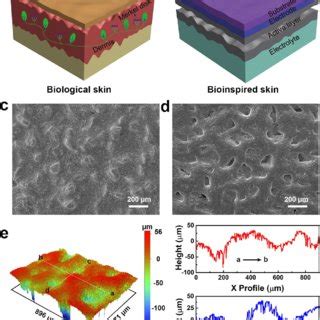 Pdf Bioinspired Self Powered And Highly Sensitive Electronic Skin