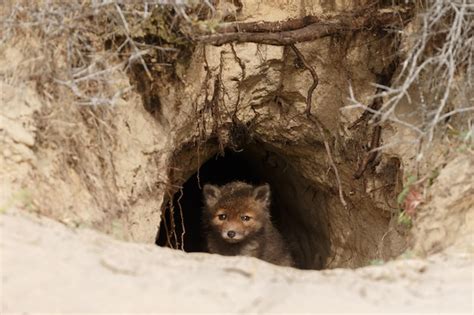 Premium Photo Red Fox Cub Or Cubs Newborn Foxes In There Natural