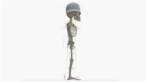 3d Cartoon Skeleton Turbosquid 2101306