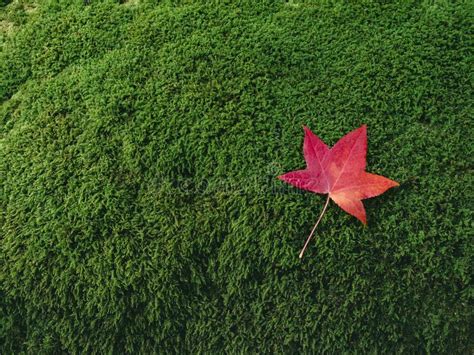 Red Maple On Green Grass Nature Background Stock Image Image Of Color