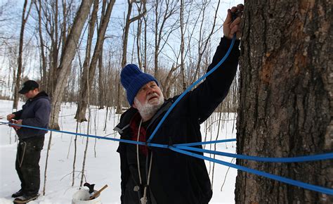 Maple Tree Syrup Extraction