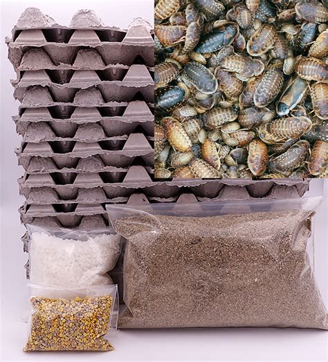 Dubia Roaches Starter Colony 3