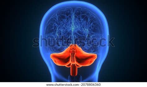 인간 뇌 소뇌 해부학의 3d 그림 스톡 일러스트 2078806360 Shutterstock