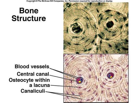 Compact Bone Diagram Class 9 Bone Structure Anatomy And Physiology