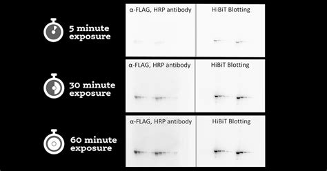Did You Know Hibit Blotting Can Provide Greater Sensitivity Than Epitope Tag Blotting Allowing