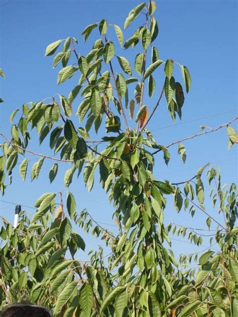 Differences In Sweet Cherry Pruning By Cultivars