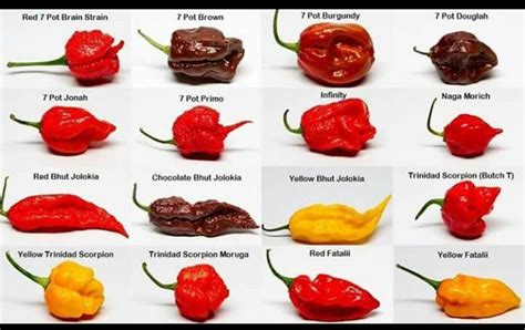 Identifying Hot Peppers Orange