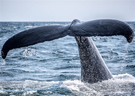 Create A Custom Docker Image And Push To Ecr By Melissa Gibson Faun