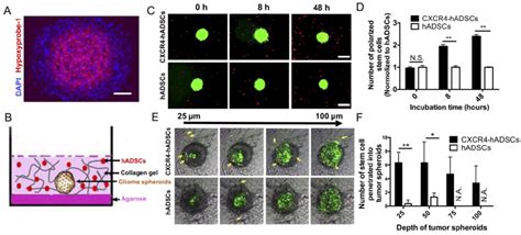 Hadscs Respond To Hypoxia In 3d Tumor Spheroids And Penetrate Into