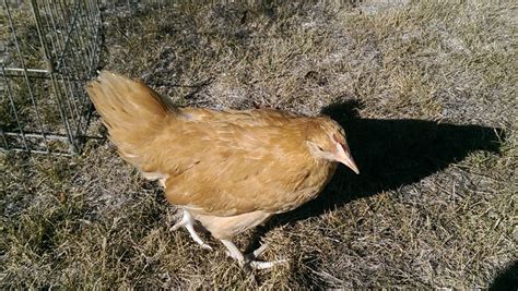 Help With Gender 8 Week Old Buff Orpingtons And Black Australorps
