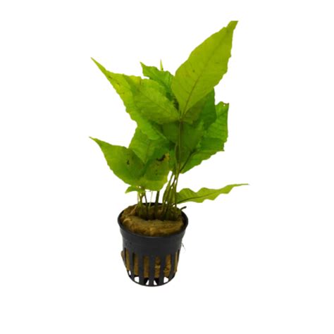 Bolbitis Heteroclita