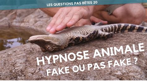 Comment Hypnotiser Les Animaux Lqpb 20 Youtube