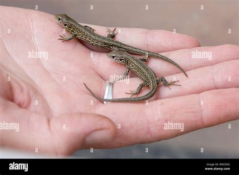 Kiel Germany 09th Aug 2019 Two Young Sand Lizards Sit In The Palm