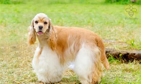 American Cocker Spaniel A Breed Of Elegance And Charm